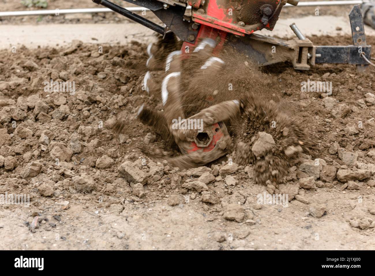 Hand tractor in the garden. A cultivator with a plow makes a furrow in ...