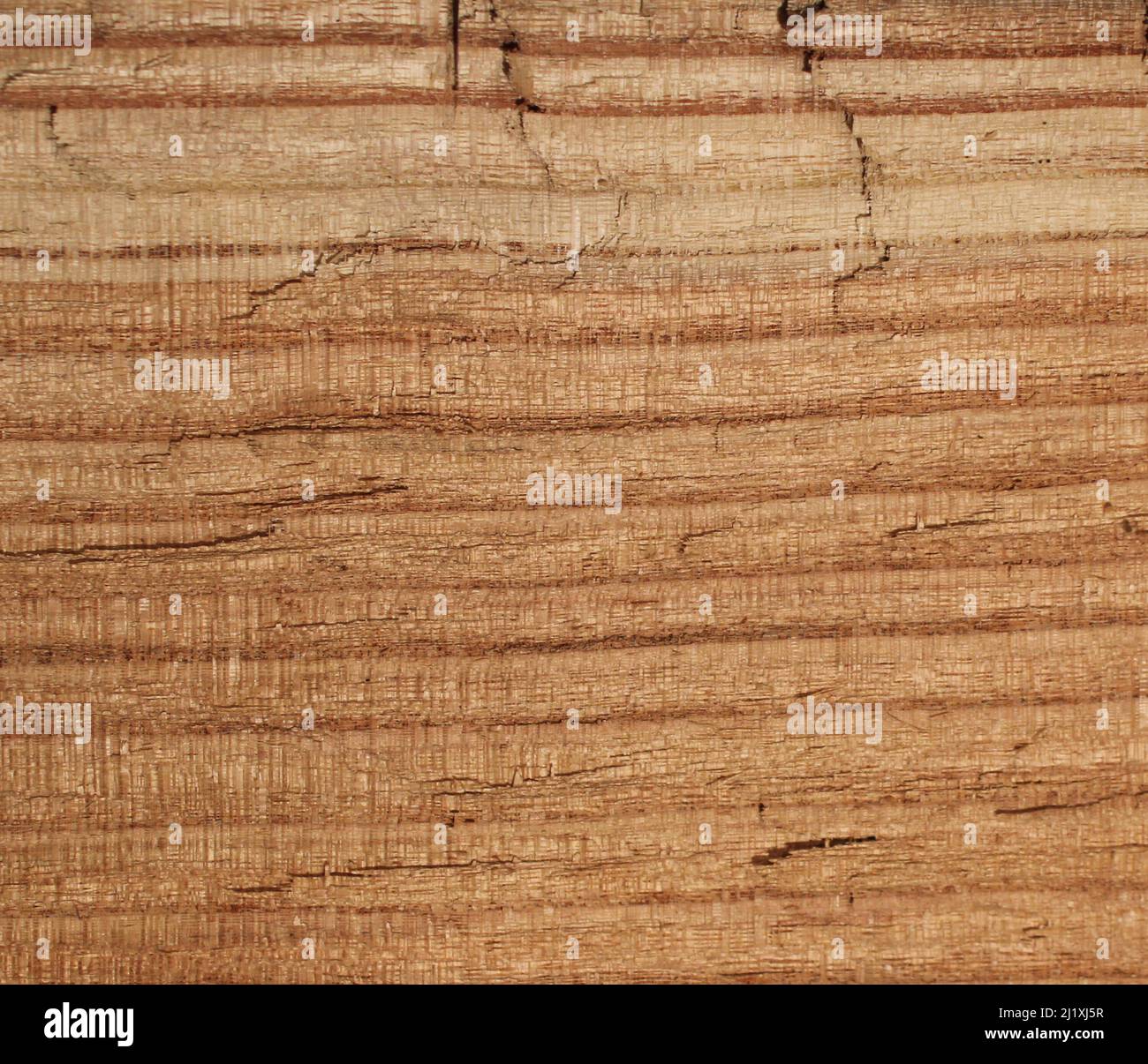 Black Locust Wood Grain