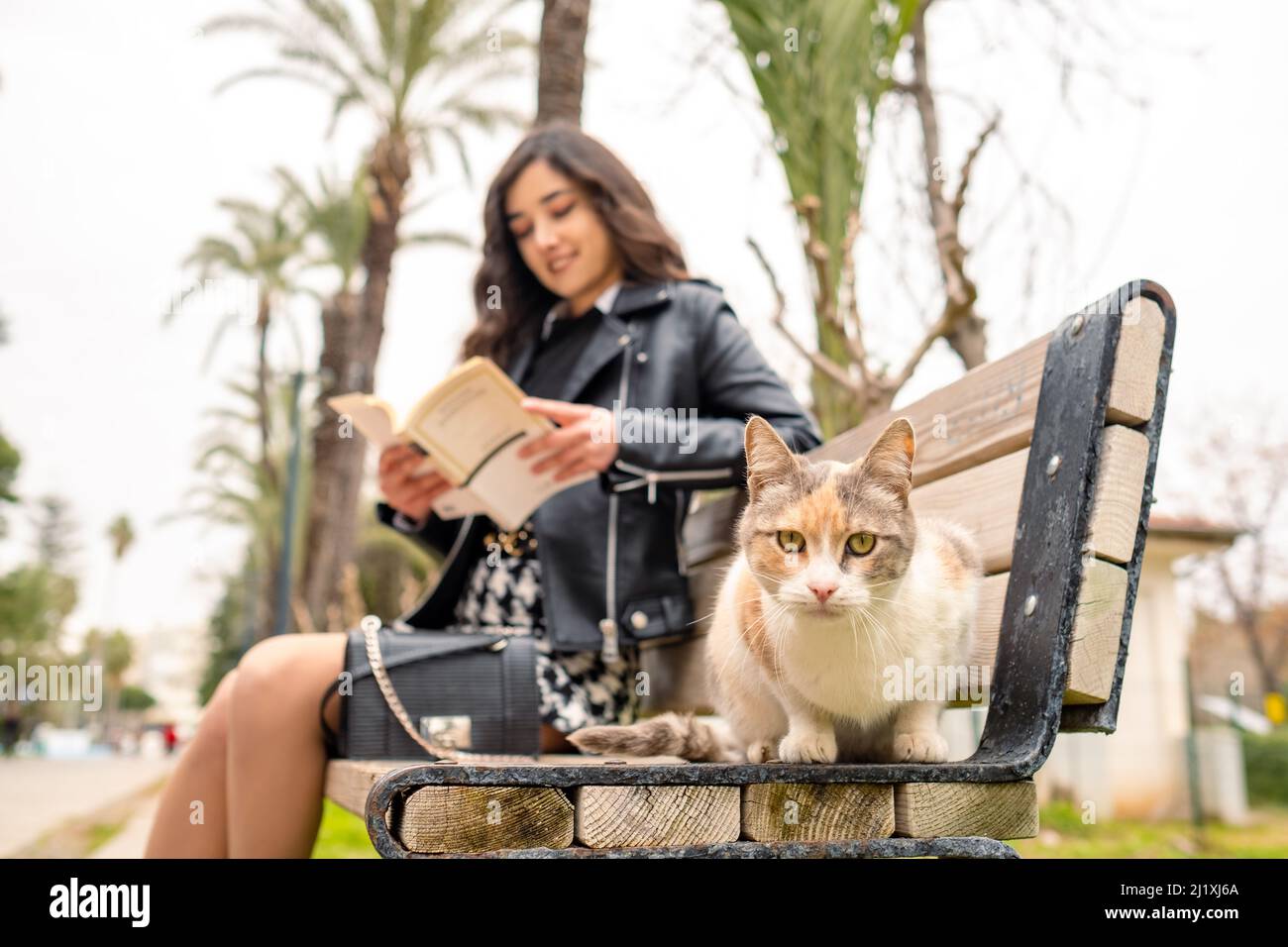Alley cat, a tricolor female stray cat that comes to the woman reading ...