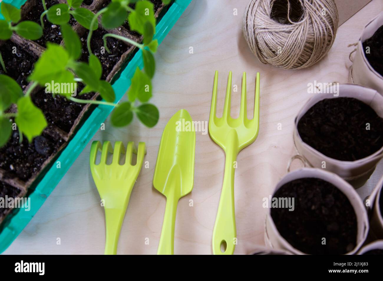 The shoots of cucumbers. The germinated seeds. Green shoots in small ...