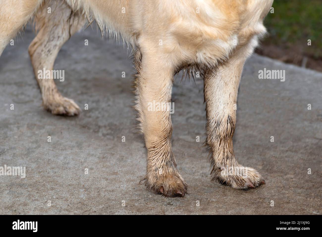 Dirty paws hi-res stock photography and images - Alamy