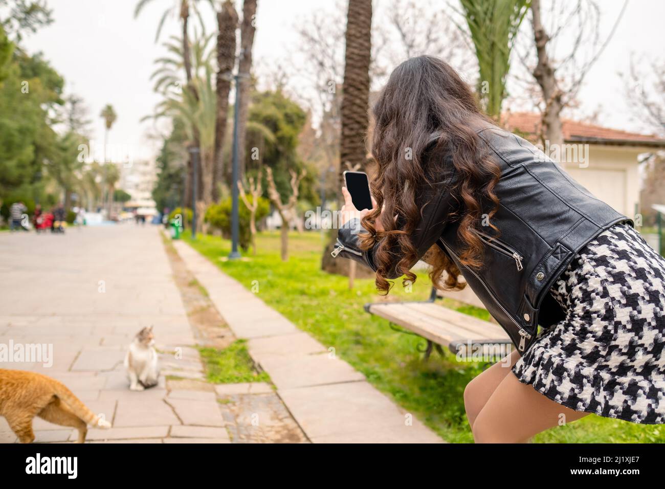 Taking photo, young beautiful businesswoman photographing stray cats ...