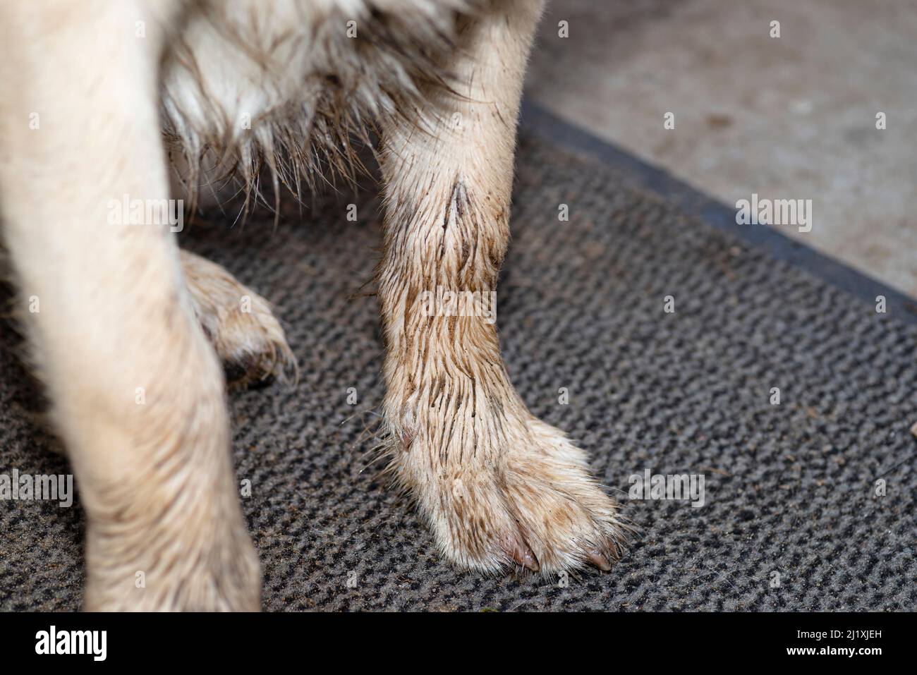 Young paws hi-res stock photography and images - Alamy