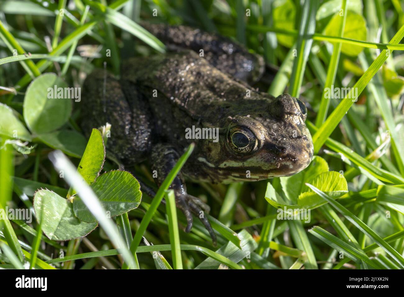 A closeup shot of frog on the green leaves Stock Photo - Alamy