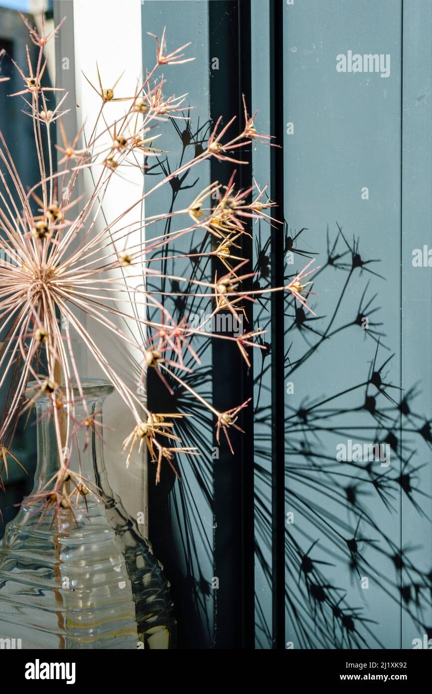 Shadows cast on a window frame by a dead alium plant in small star ...