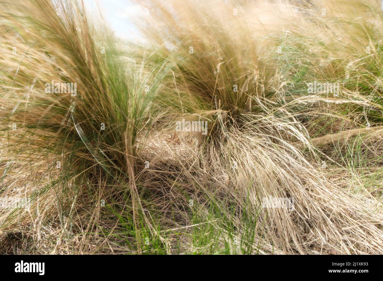 Rtuft hi-res stock photography and images - Alamy