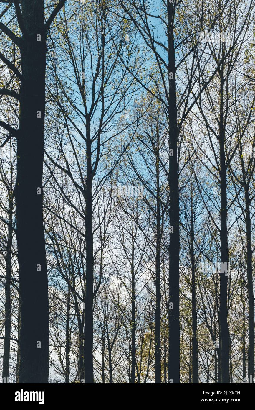 Grove of tall straight trees in silhouette set against a pale blue ...