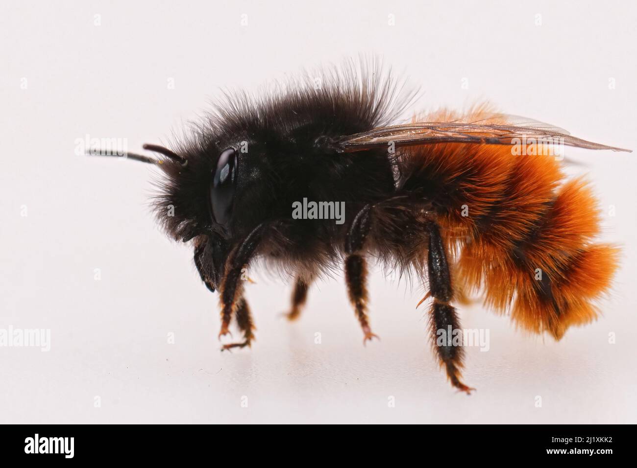 Closeup on a colorful orange female European orchard mason bee, Osmia ...