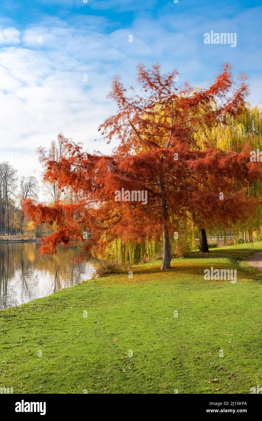 Bois de texture hi-res stock photography and images - Alamy