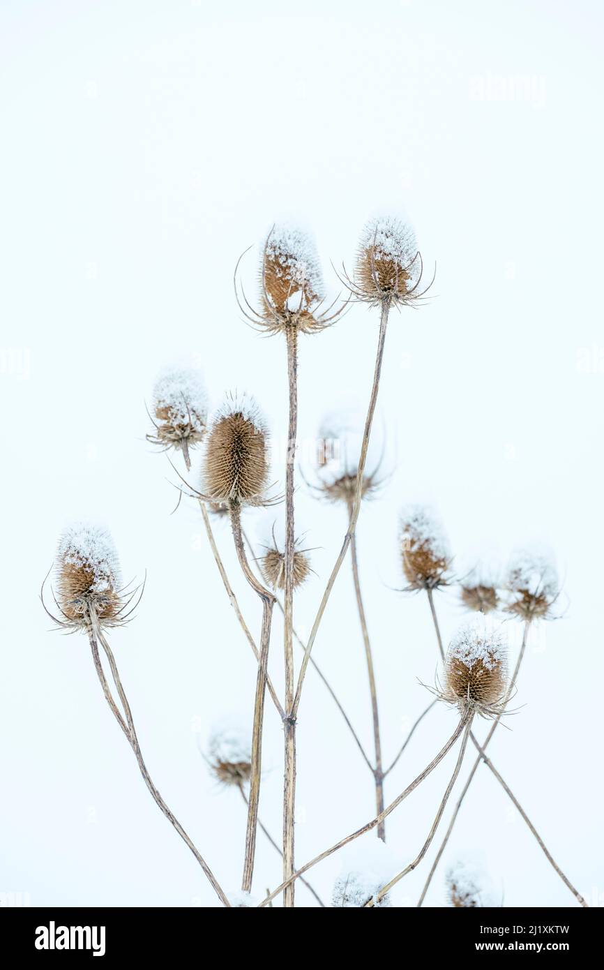 Dead teasels covered in a layer of thick snow during the winter Stock ...