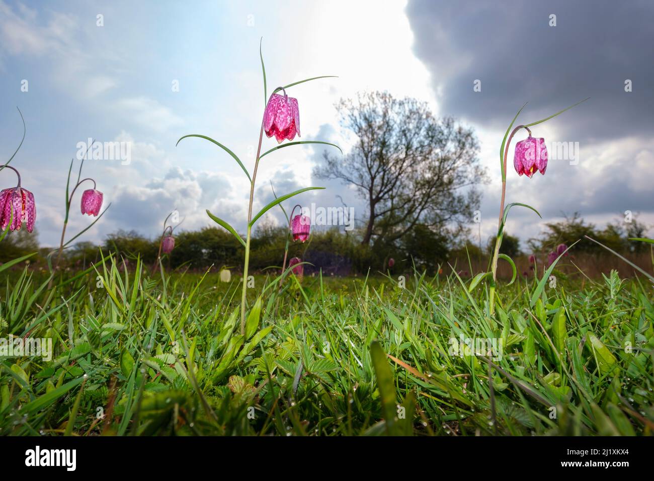 Cricklade, UK. Rare Snakeshead fritillary flowers approaching the peak ...