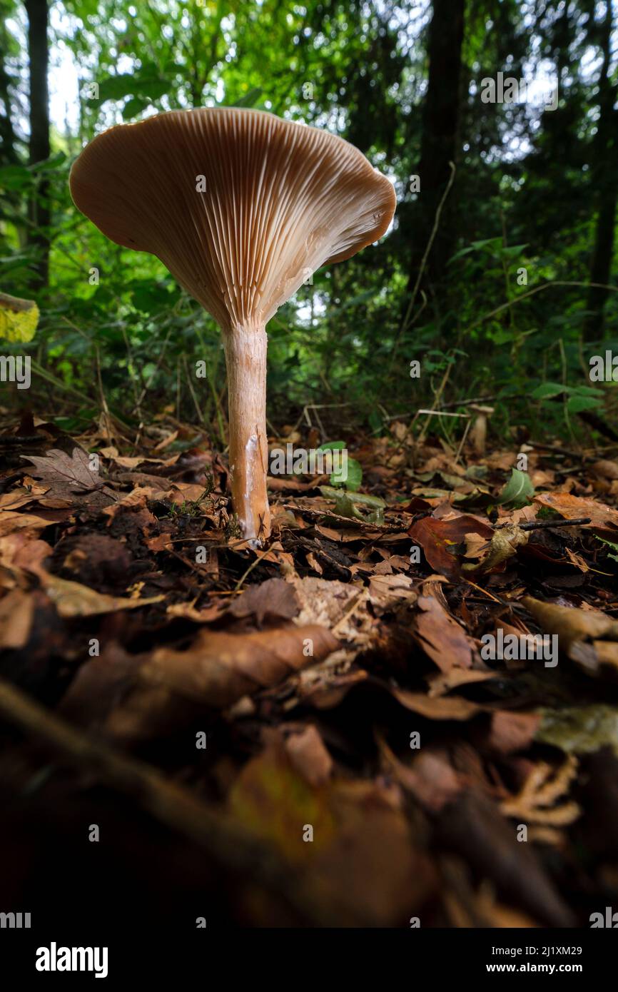A single toadstool or funghi on the forest floor, showing delicate ...