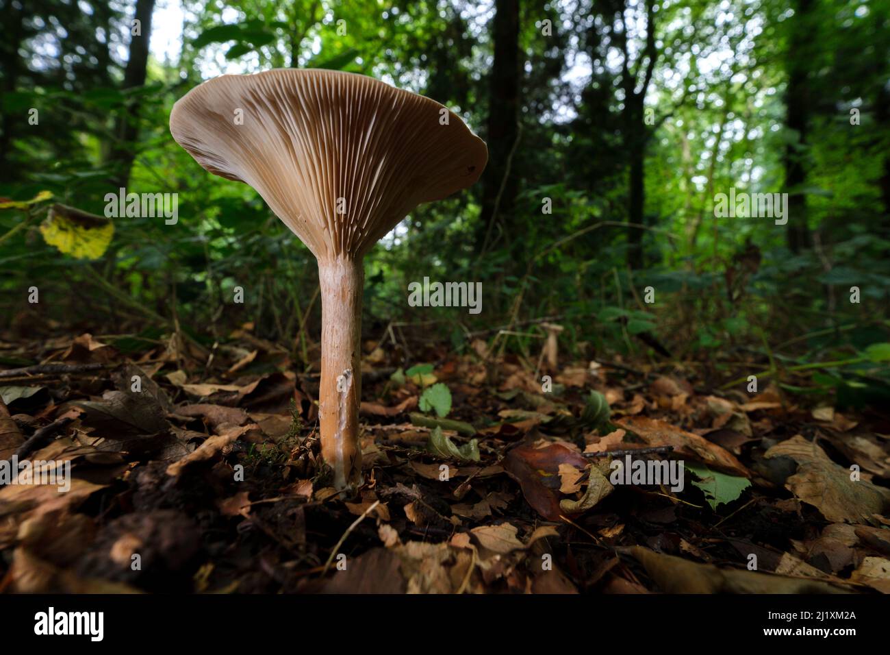 A single toadstool or funghi on the forest floor, showing delicate ...