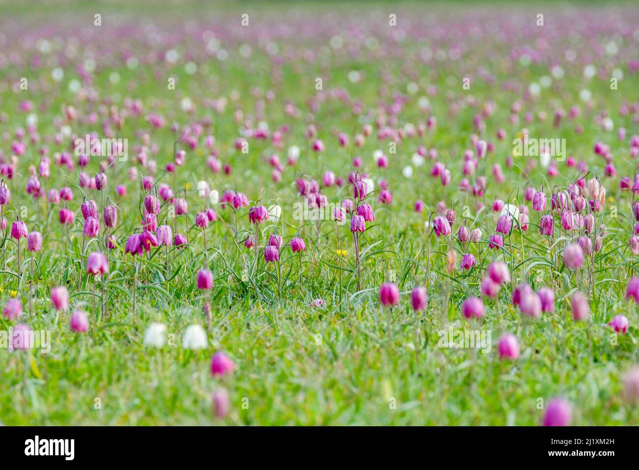 Cricklade, UK. Rare Snakeshead fritillary flowers approaching the peak ...