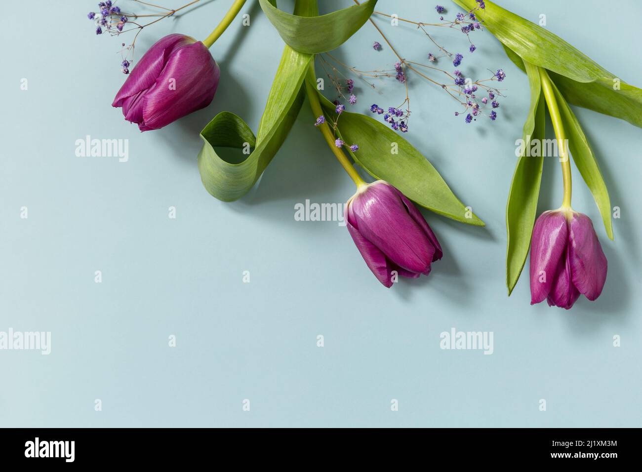 Spring flowers purple tulips over blue background. Spring and Easter ...