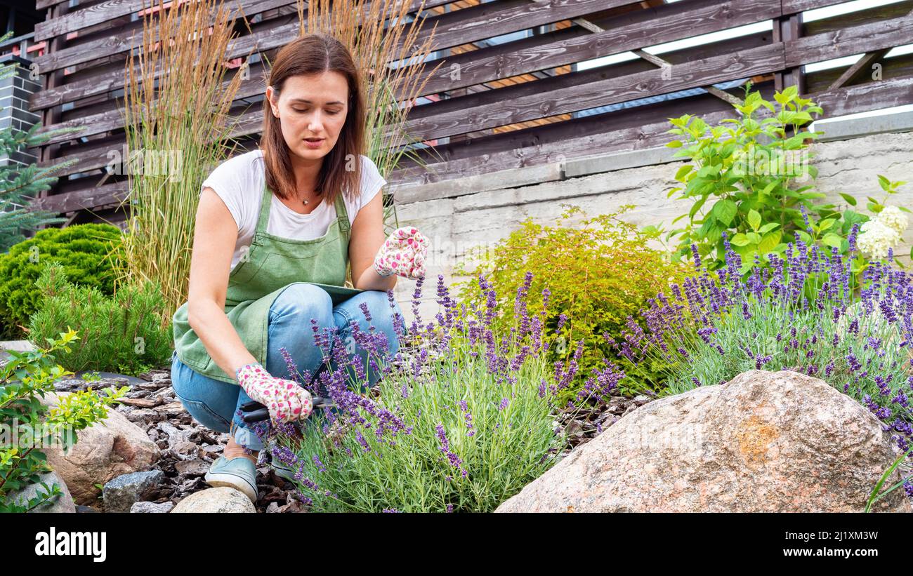Landscape designer at work. Woman gardener takes care of lavender ...