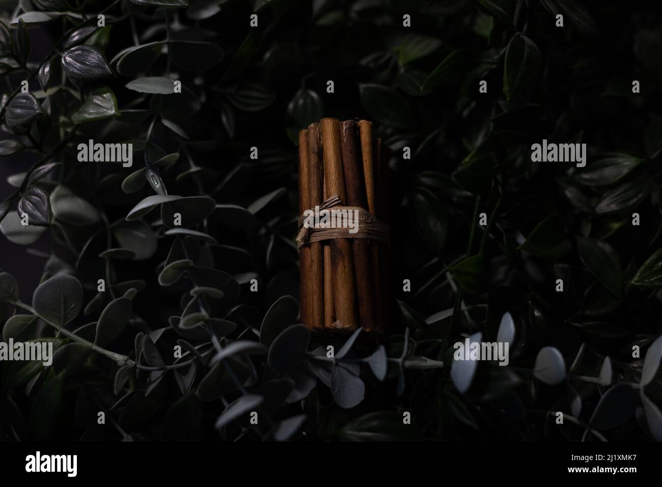 Cinnamon plants hi-res stock photography and images - Alamy