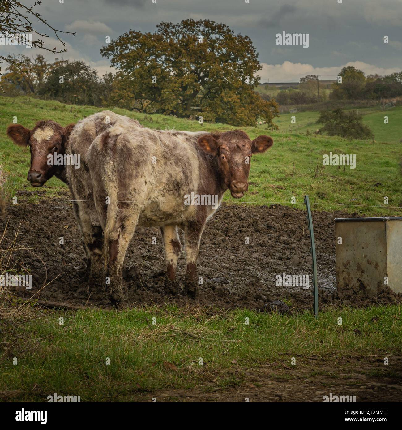 Shorthorn cows hi-res stock photography and images - Alamy