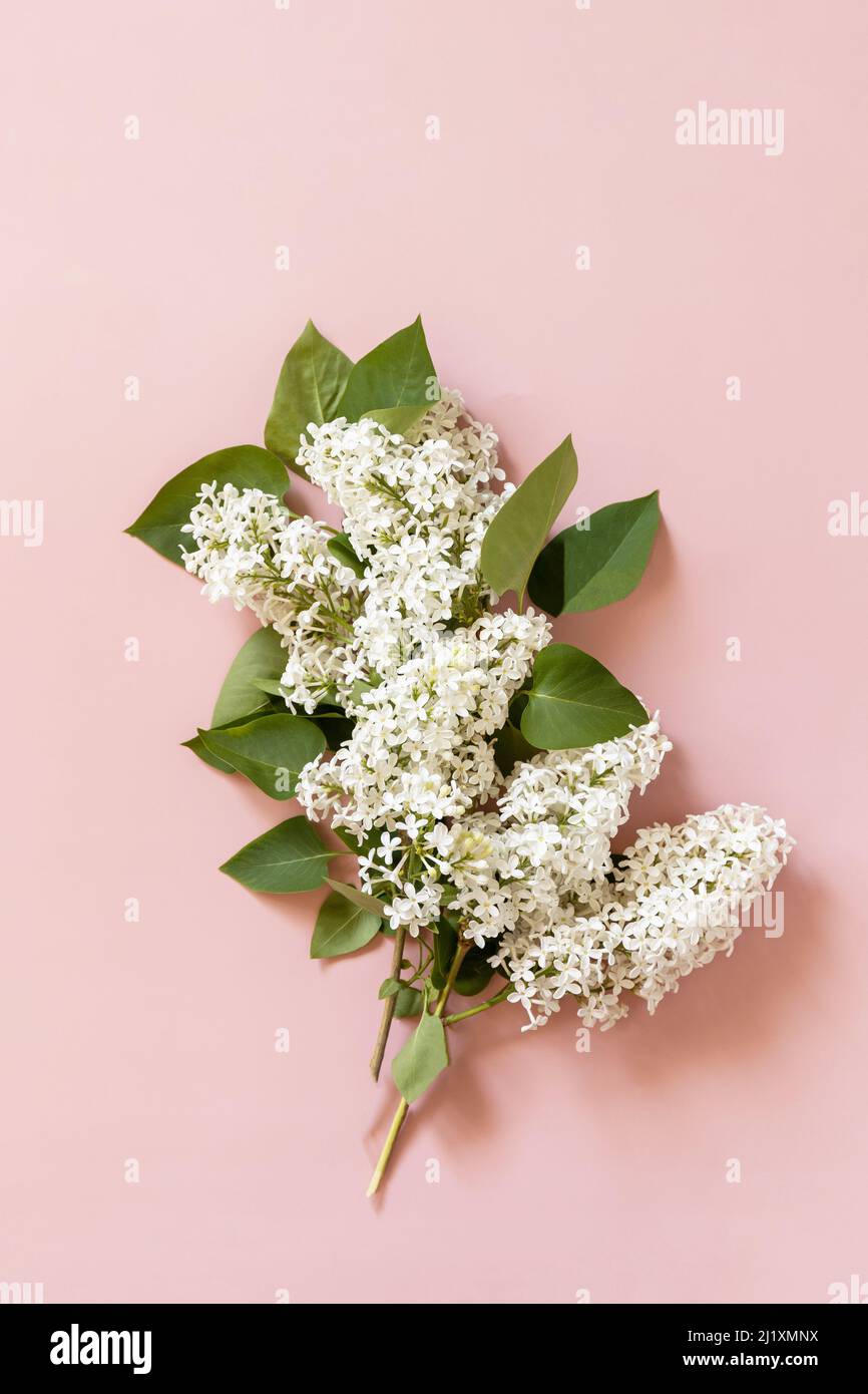 Spring mock up, flat lay. White flowers lilac on pink background ...