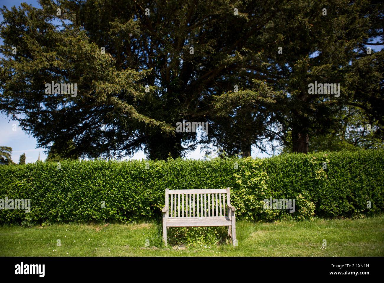 A large wooden bench seat sits underneath a large green tree in a ...