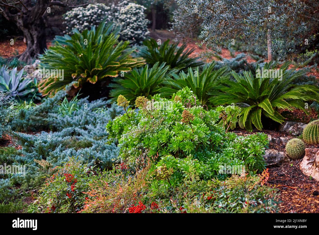 Walk through the botanical garden. View of green plants Stock Photo - Alamy