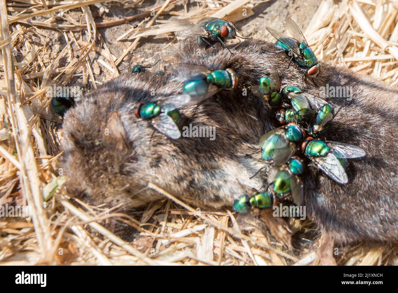 Flies settle on the body of a dead rodent in a field and eat the ...