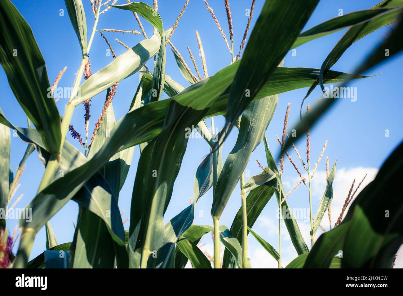 Looking through the green leaves of corn plants Stock Photo - Alamy