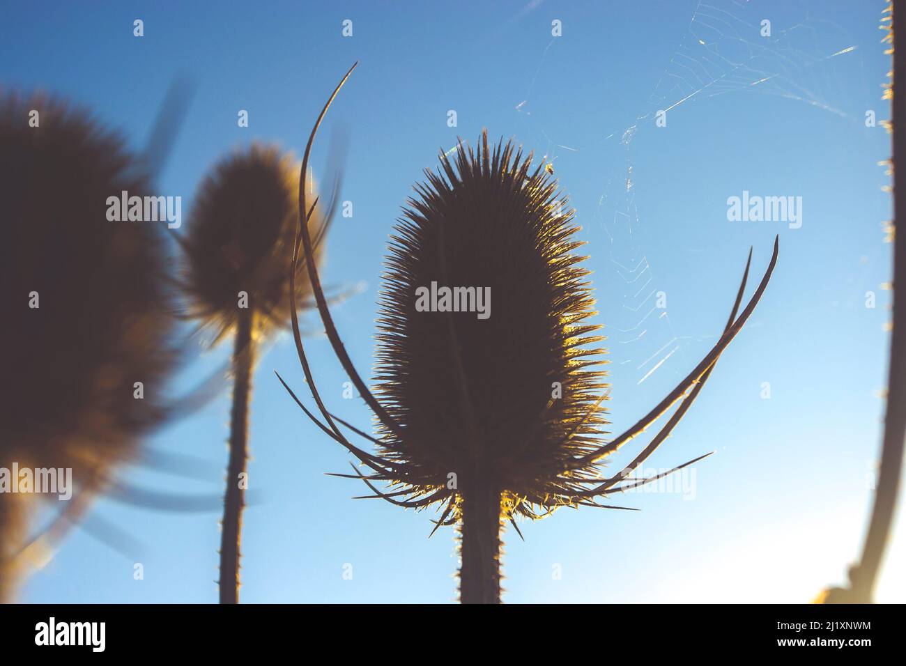 Early morning sun on a wild teasel plant Stock Photo - Alamy