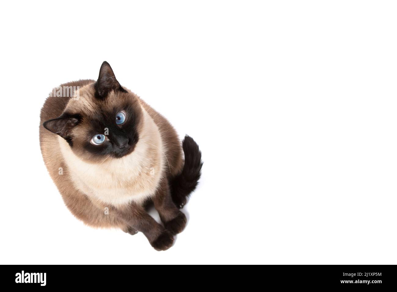 Siamese cat isolated on white background Stock Photo - Alamy