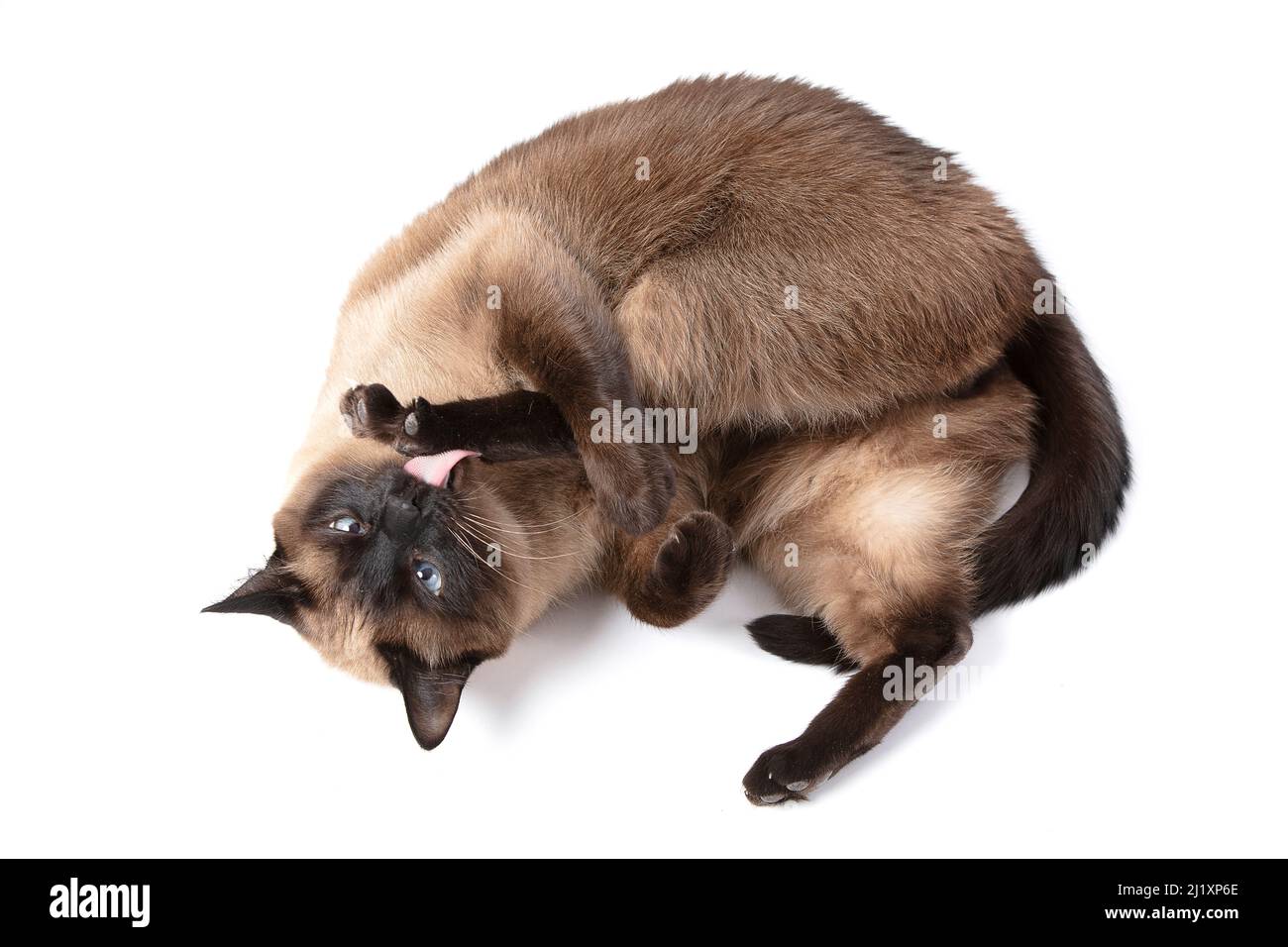 Siamese cat isolated on white background Stock Photo - Alamy