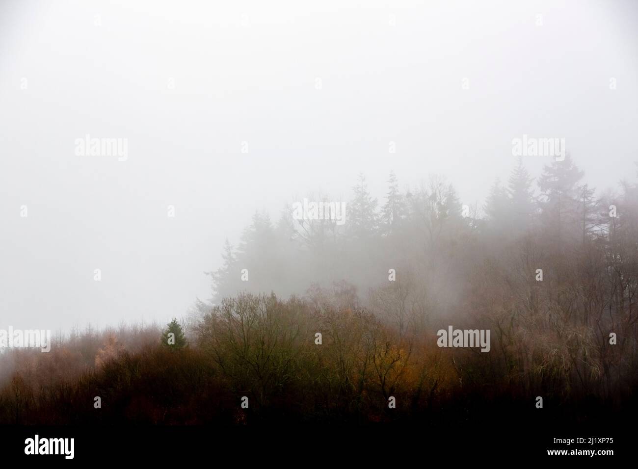 leafless winter trees shrouded in mist and fog Stock Photo - Alamy