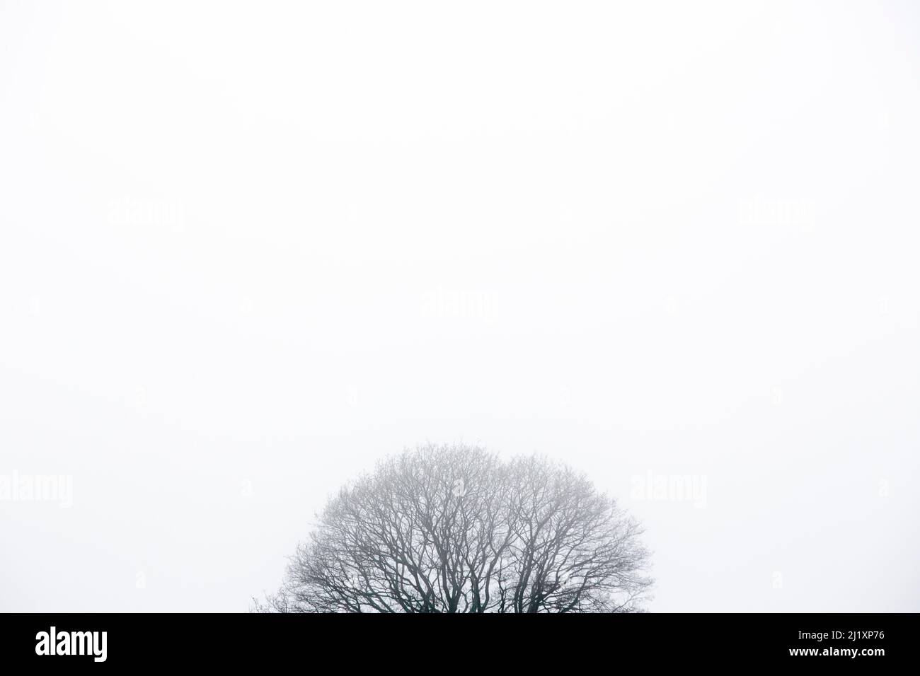 leafless winter trees shrouded in mist and fog Stock Photo - Alamy