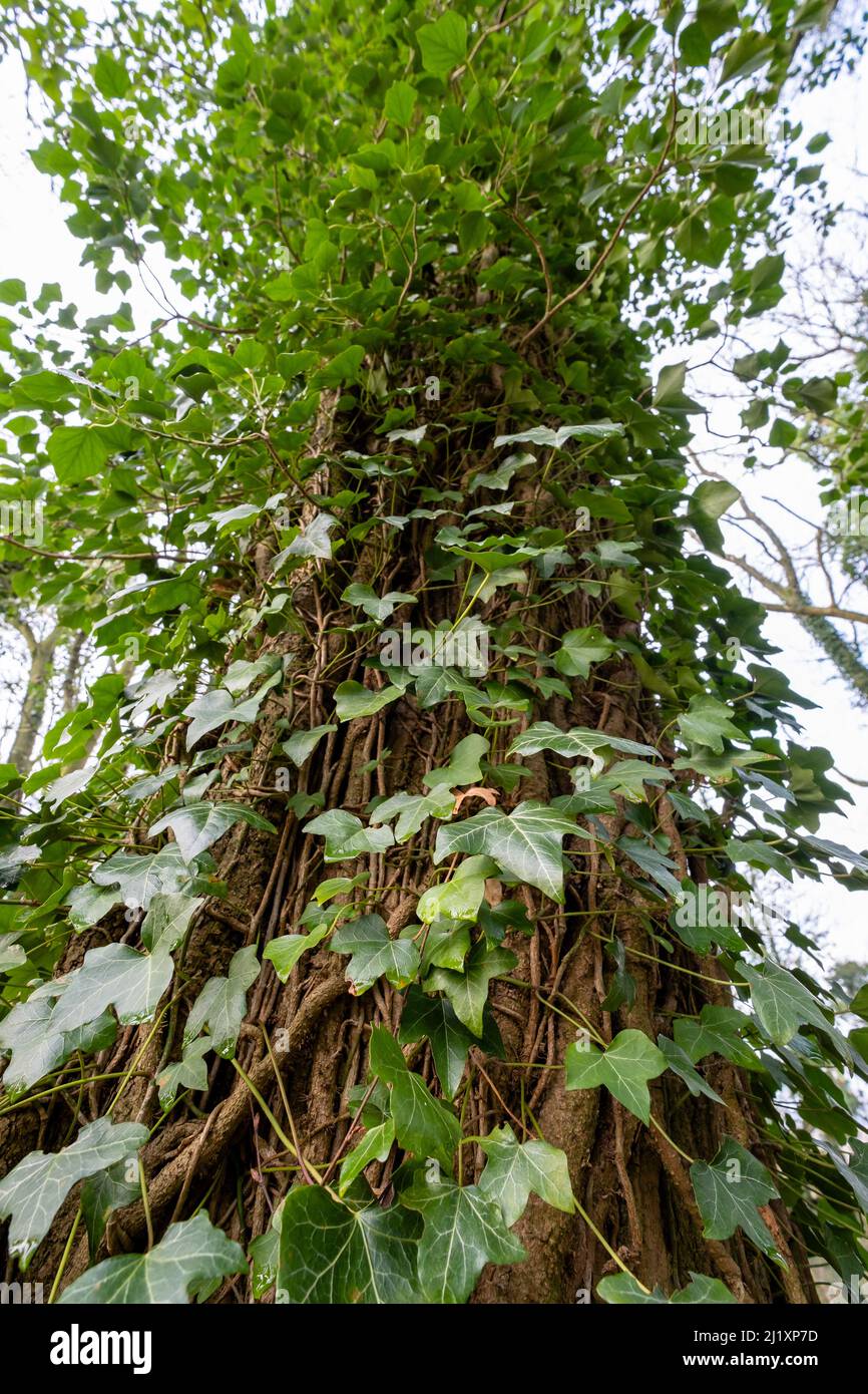 Fresh green ivy climbing up the bark and trunk of an old tree Stock ...