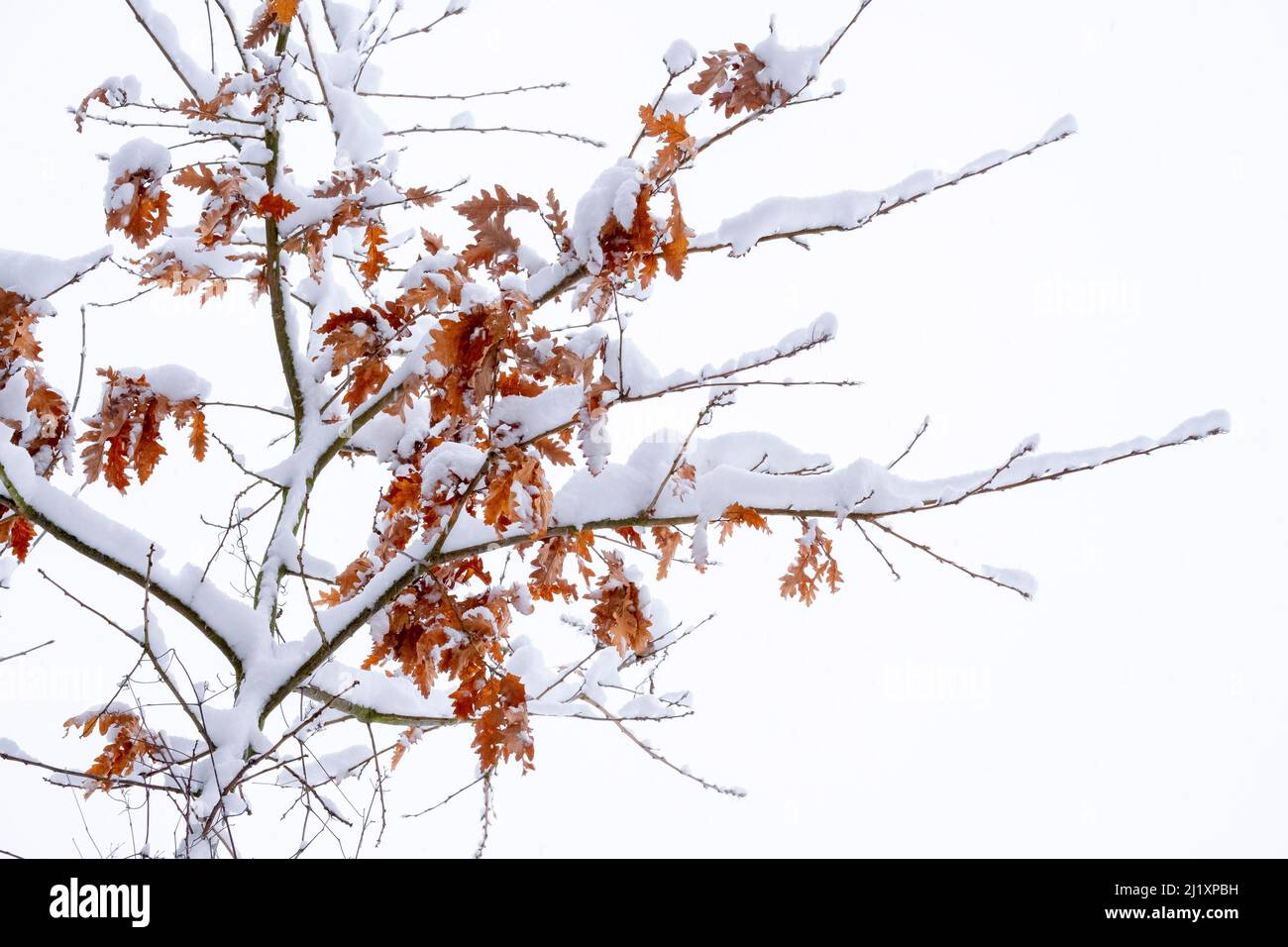 Abstract pattern of tree branches and twigs covered in snow creating a ...