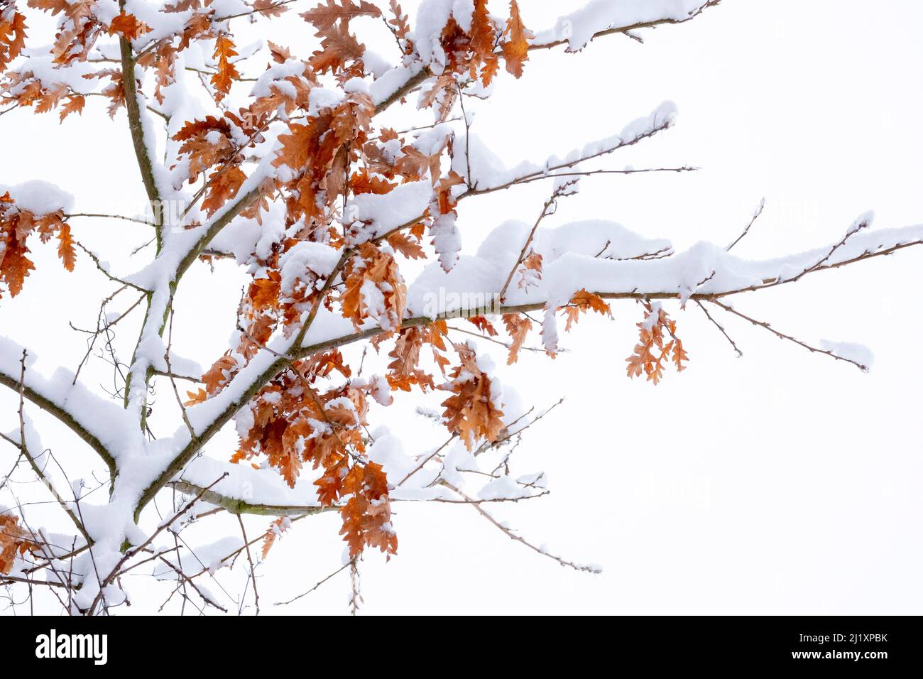 Abstract pattern of tree branches and twigs covered in snow creating a ...