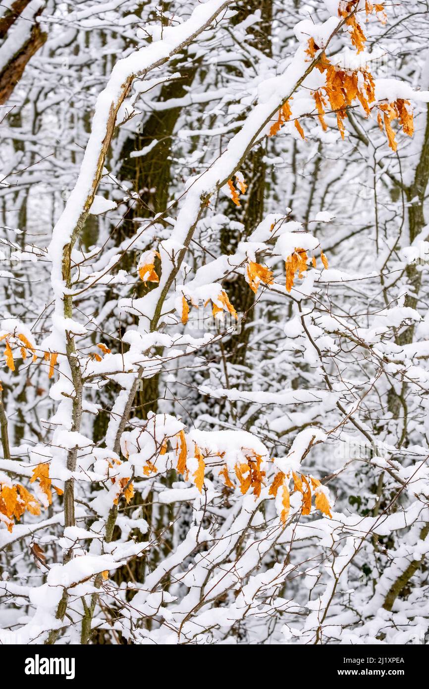 Abstract pattern of tree branches and twigs covered in snow creating a ...