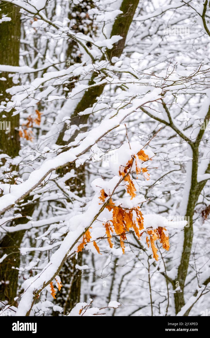 Abstract pattern of tree branches and twigs covered in snow creating a ...