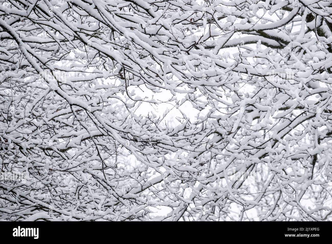 Abstract pattern of tree branches and twigs covered in snow creating a ...