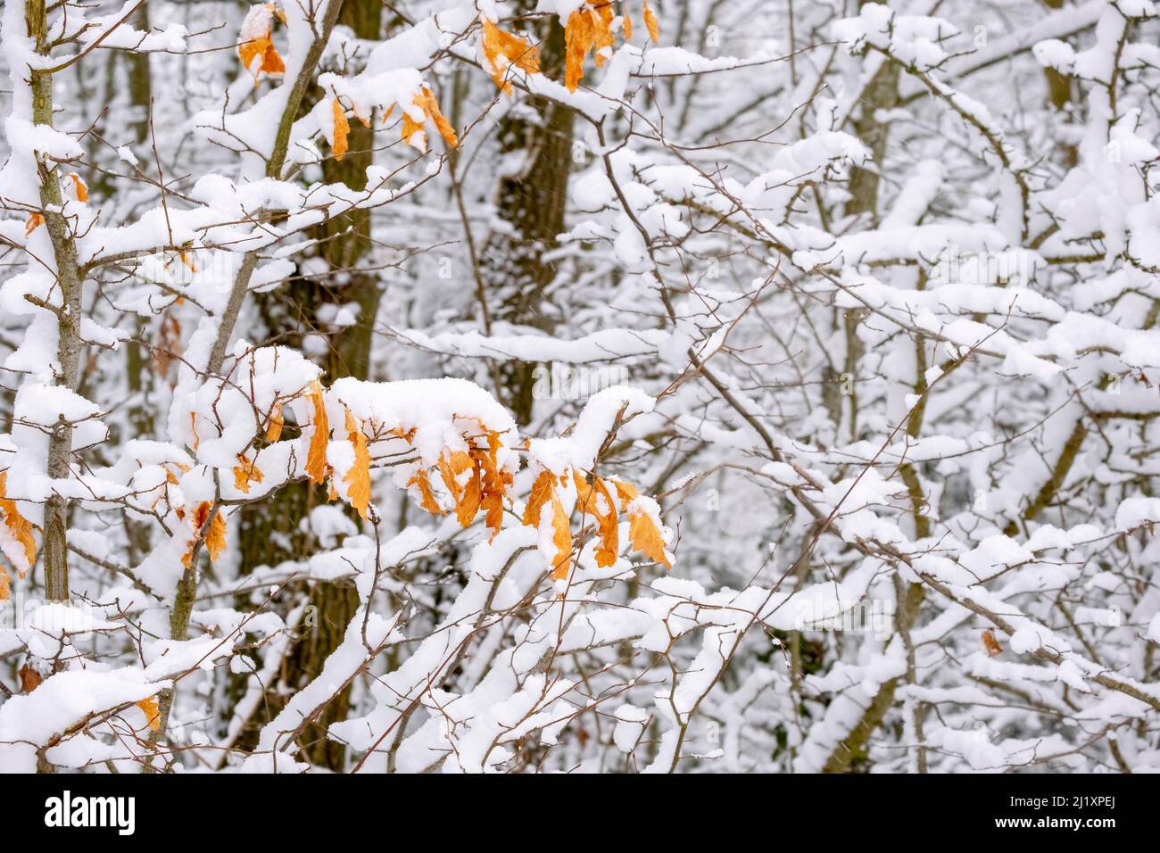 Abstract pattern of tree branches and twigs covered in snow creating a ...