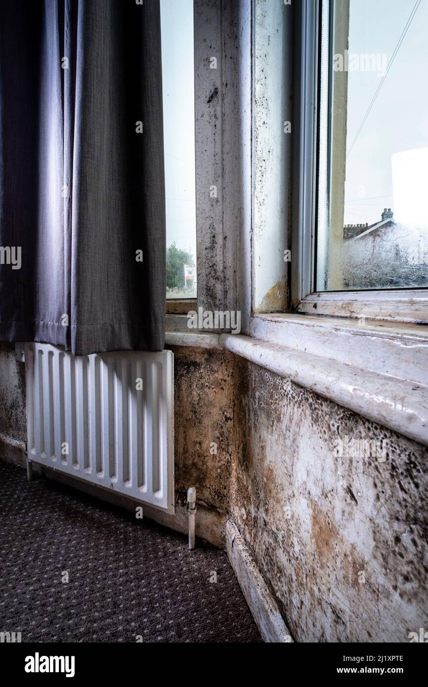 Terrible damp and mold on the walls and ceiling of a rented house ...