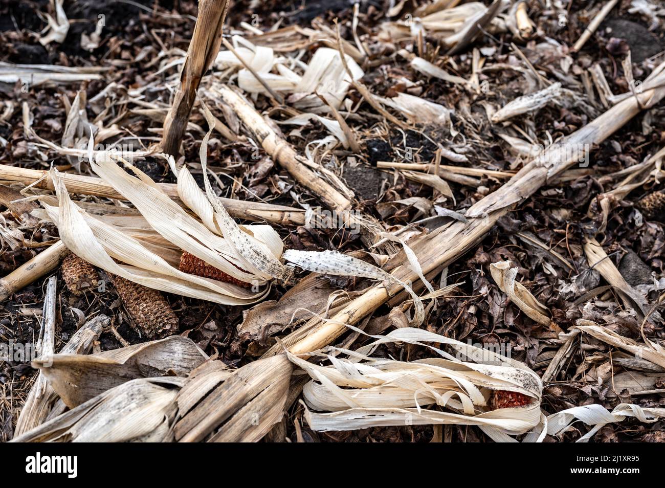 Corn field after harvest with strewn stover over disced soil Stock ...