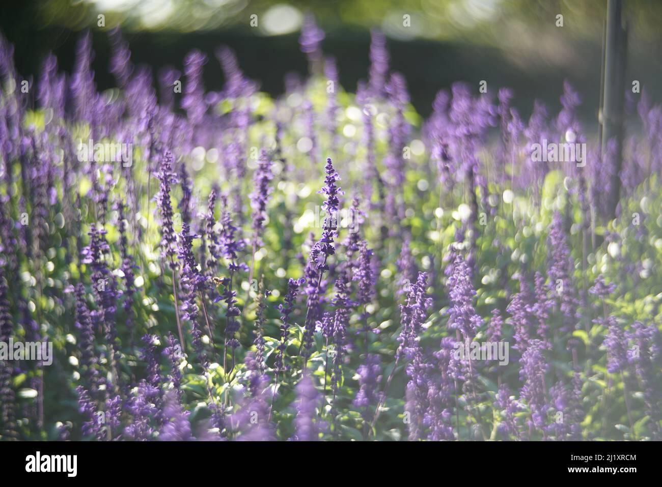 A selective shot of hyssop (Hyssopus officinalis) plants in full bloom ...