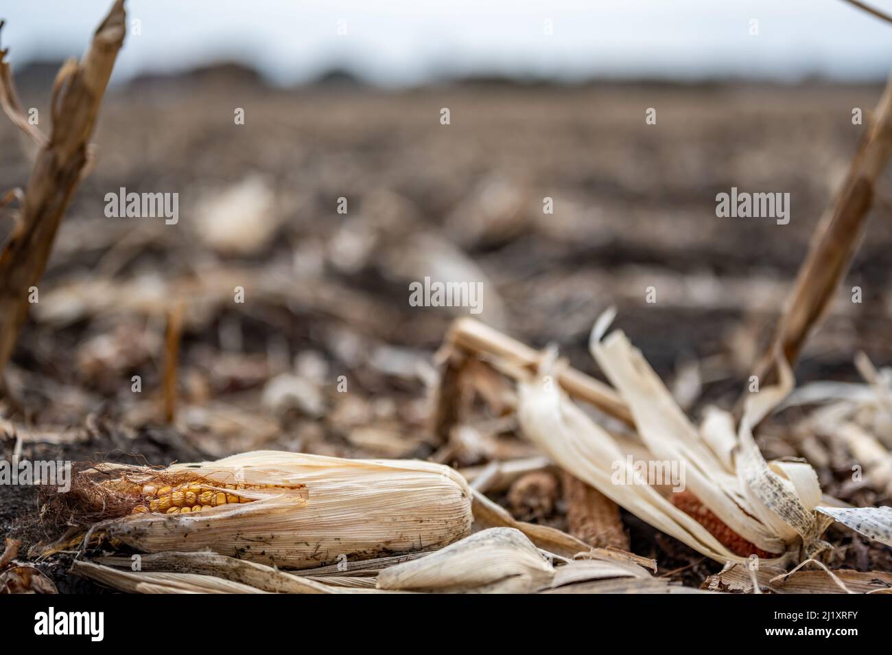 Corn cob missed during combining that was left in the field after ...
