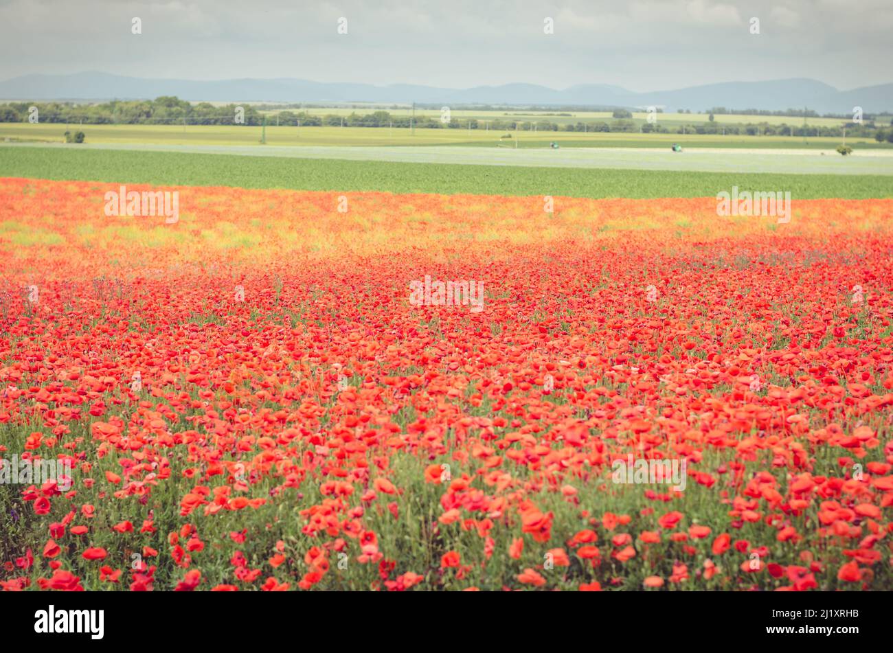 Girl in poppies hi-res stock photography and images - Alamy