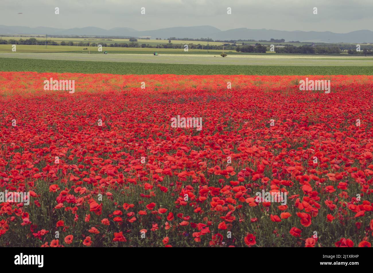 red poppies field in the country Stock Photo - Alamy
