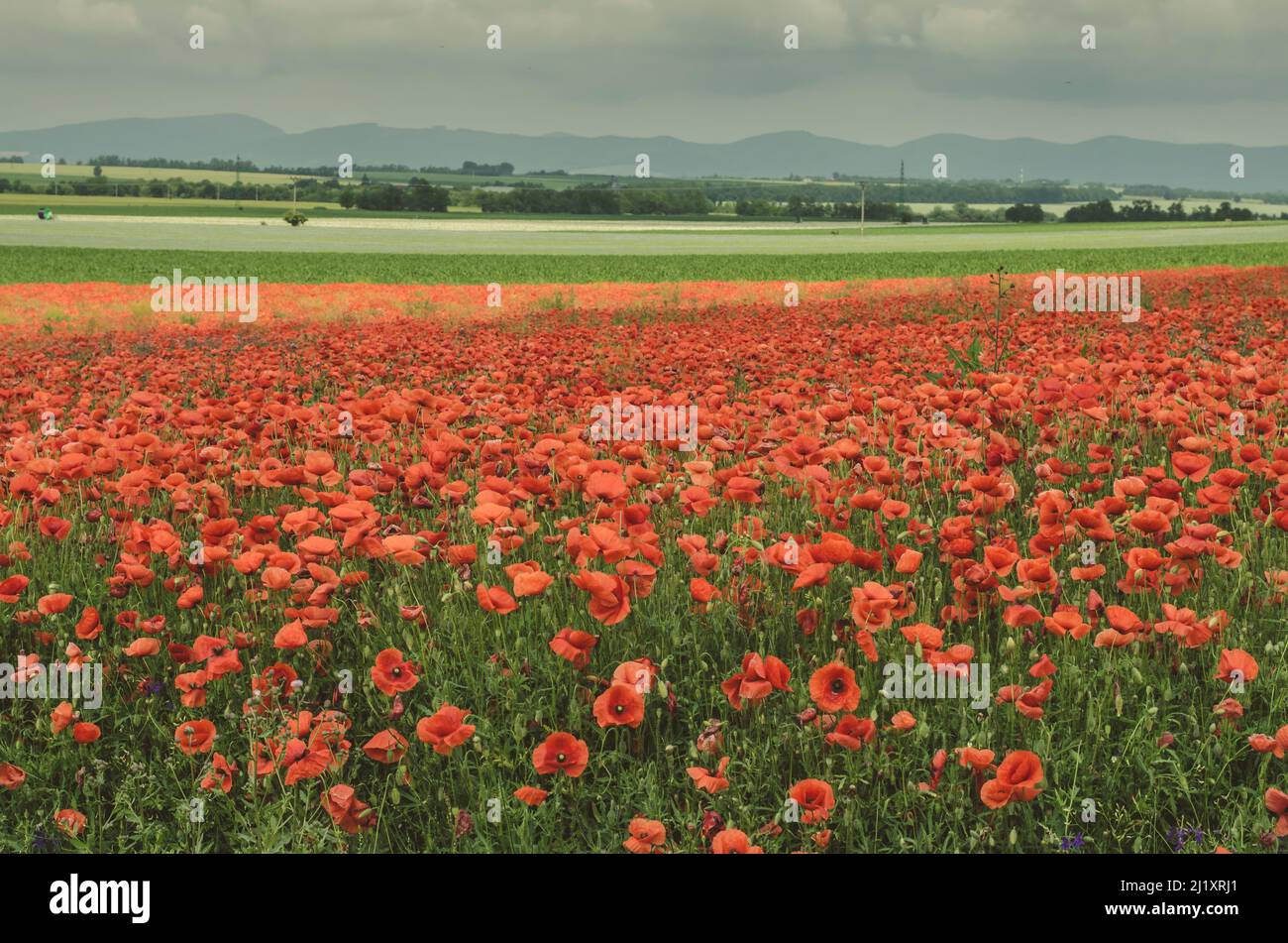 Field in the country hi-res stock photography and images - Alamy