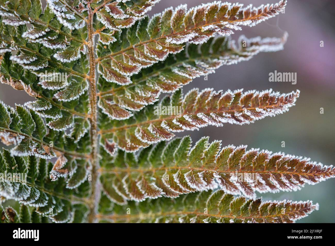 Ferm frond hi-res stock photography and images - Alamy