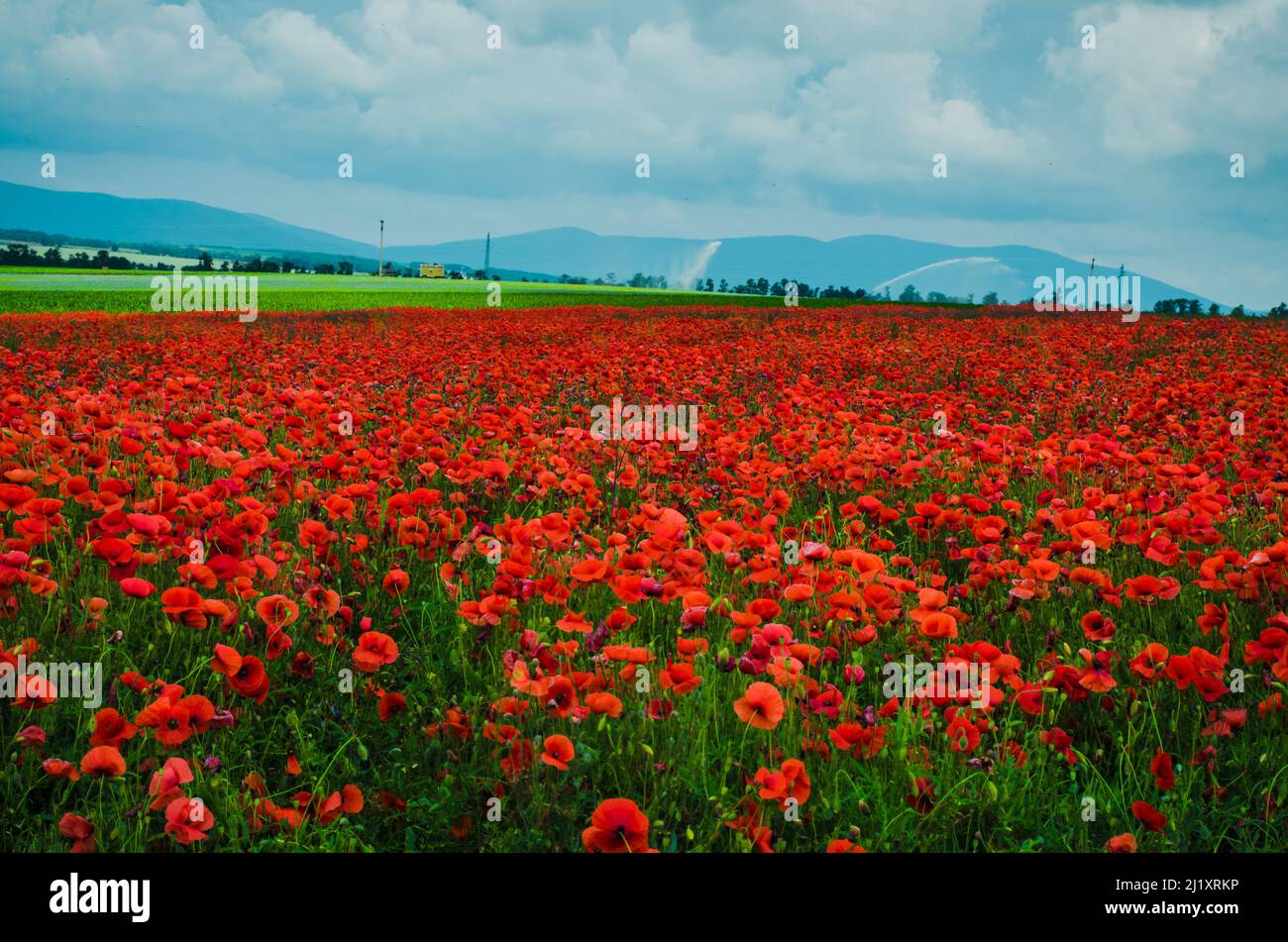 red poppies field in the country Stock Photo - Alamy
