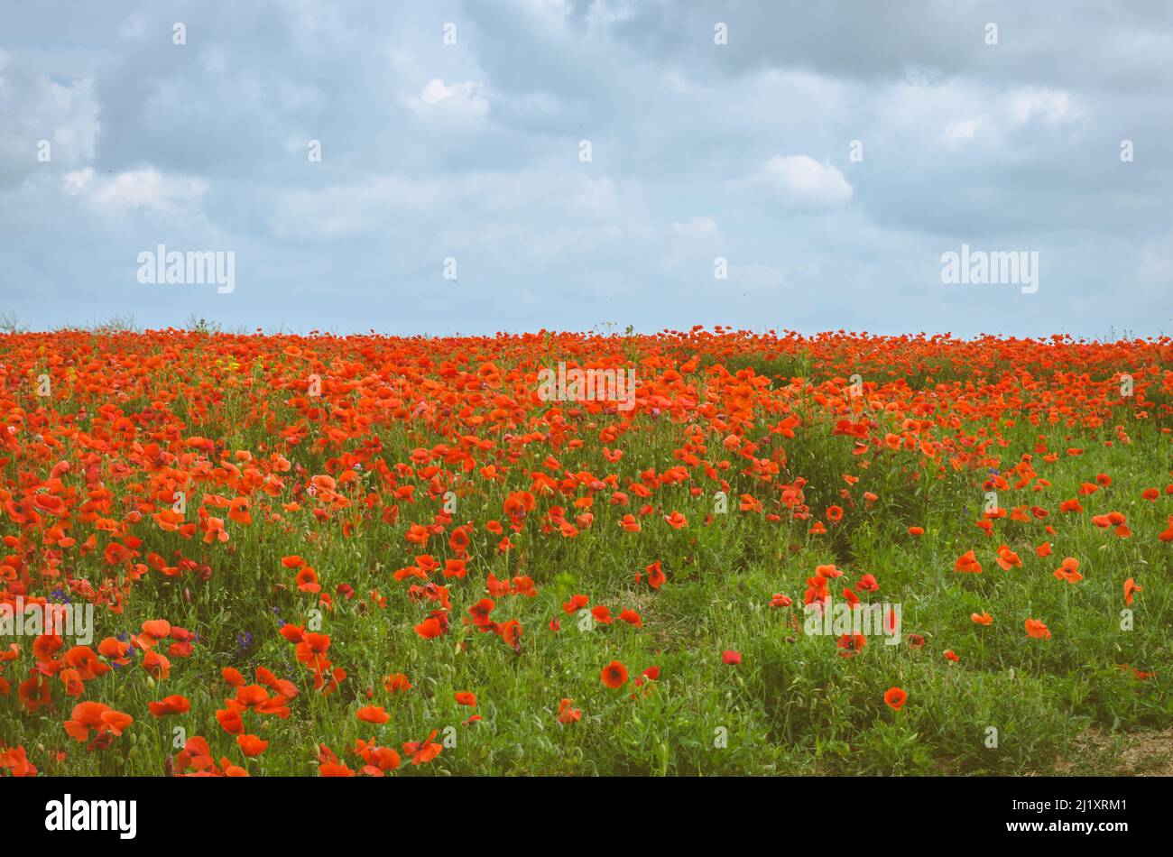 red poppies meadow and blue sky Stock Photo - Alamy