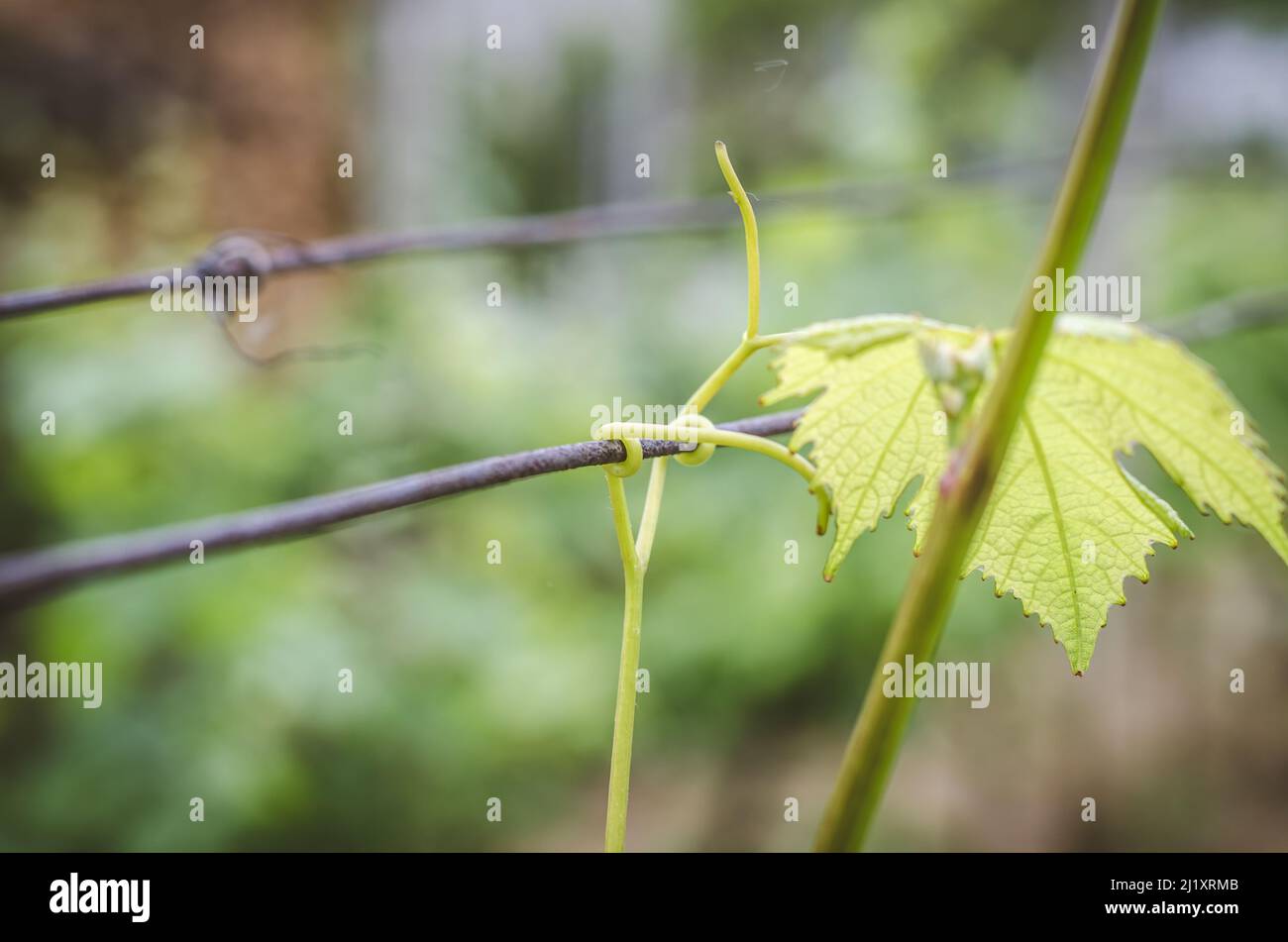 Green vineyard leaf hi-res stock photography and images - Alamy